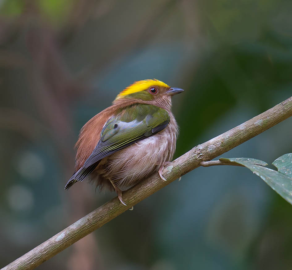 Fiery-capped Manakin by John Anderson - BirdGuides