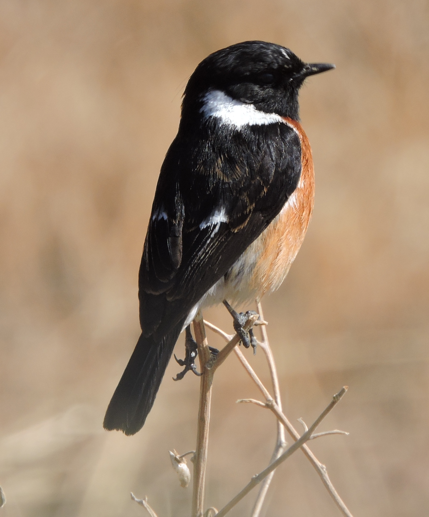 Details : African Stonechat - BirdGuides