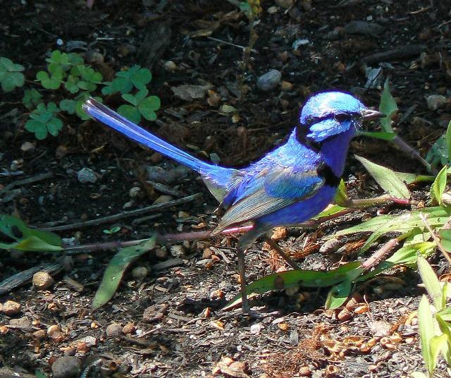 Details : Splendid Fairywren - BirdGuides