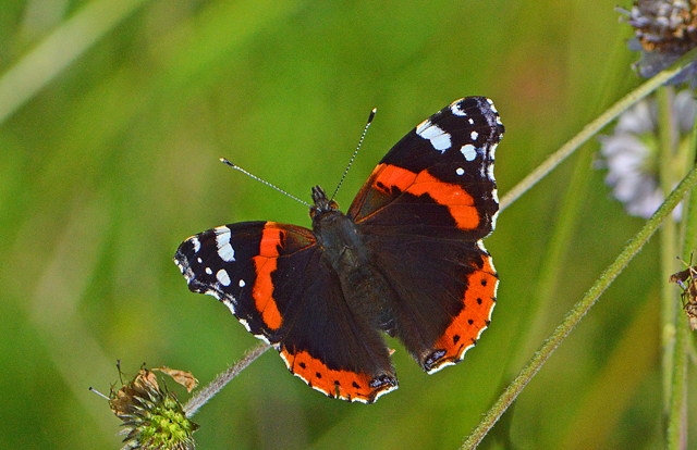 Pan-European project to investigate Red Admiral migration - BirdGuides