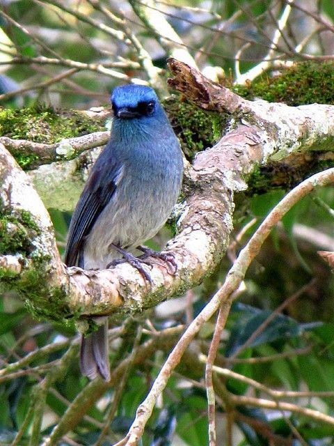 Details : Dull-blue Flycatcher - BirdGuides