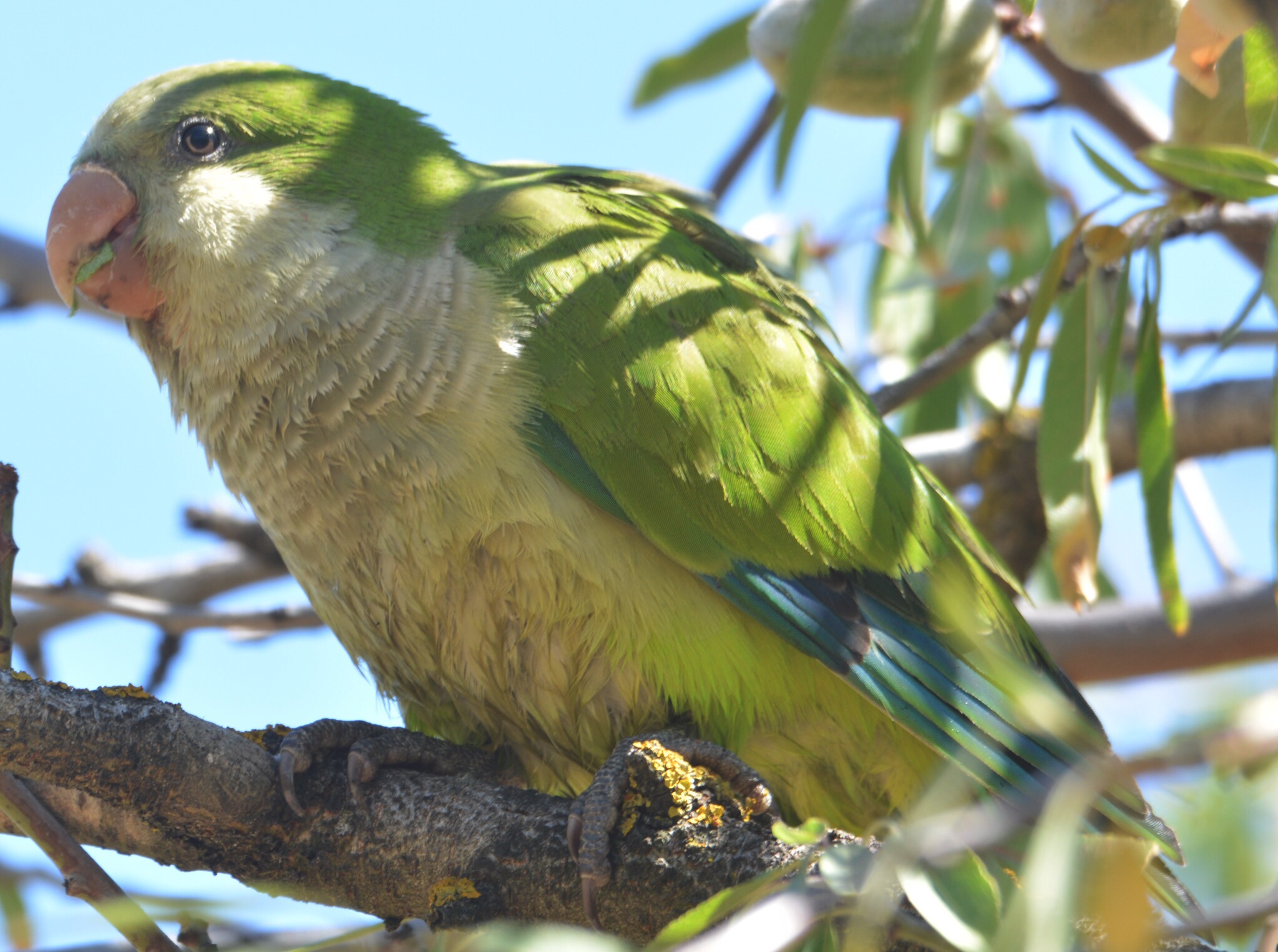 Details : Monk Parakeet - BirdGuides