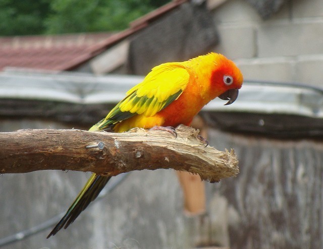 Details : Sun Parakeet - BirdGuides