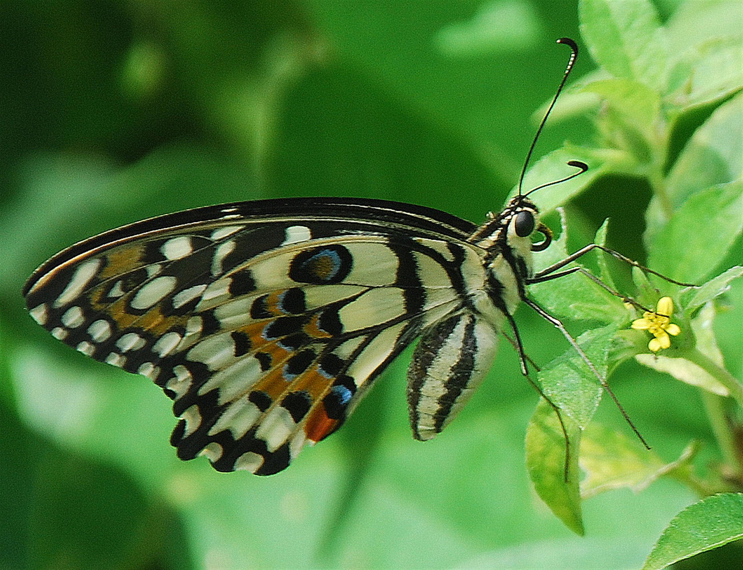 Details : Lime Swallowtail - BirdGuides