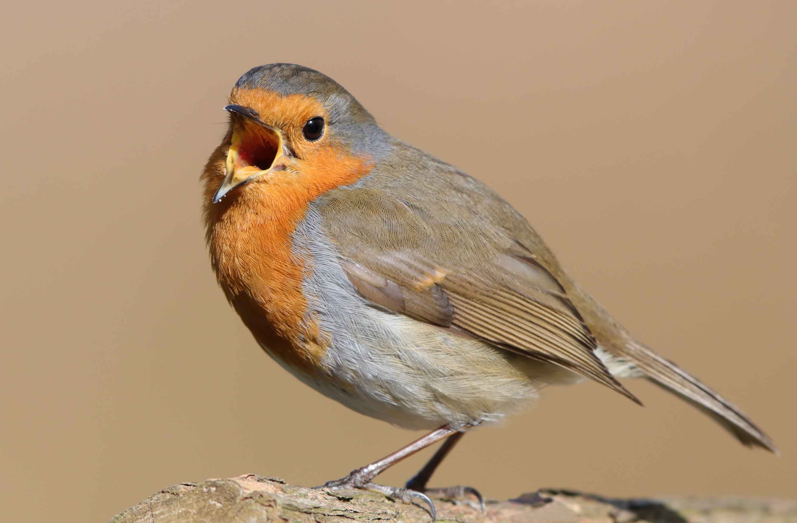 Details : European Robin - BirdGuides