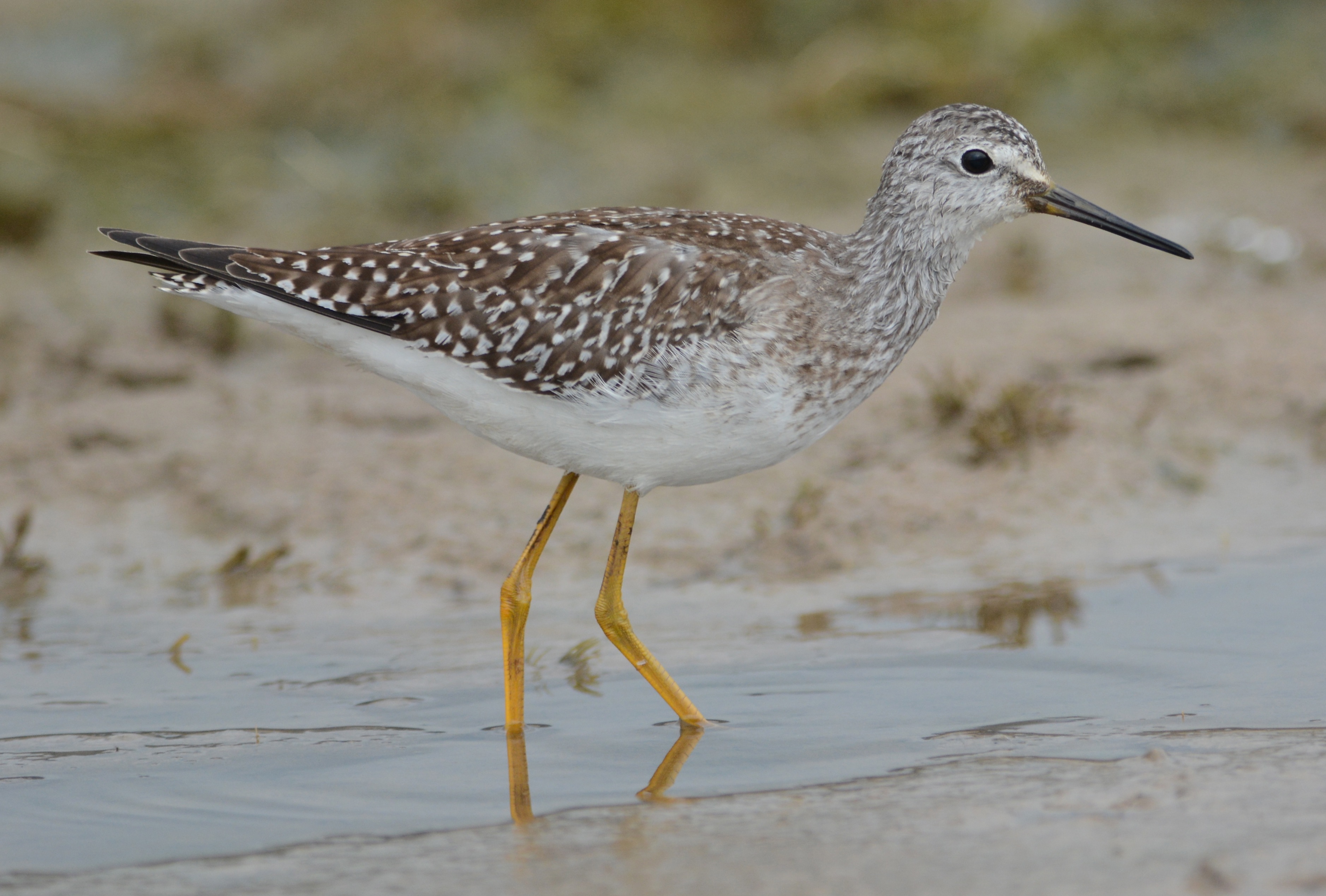 Details : Lesser Yellowlegs - BirdGuides