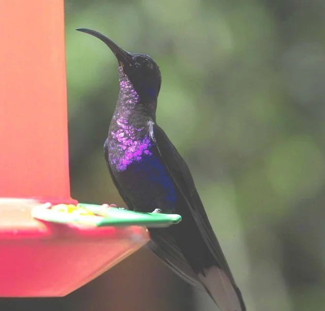 Details : Violet Sabrewing - BirdGuides