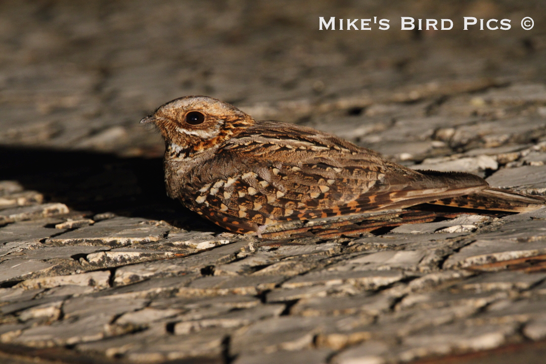 Details : Red-necked Nightjar - BirdGuides