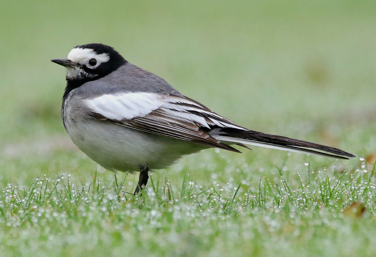 Details : Masked Wagtail - BirdGuides
