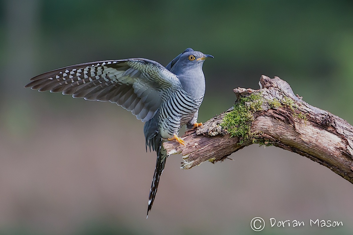 Details : Common Cuckoo - BirdGuides