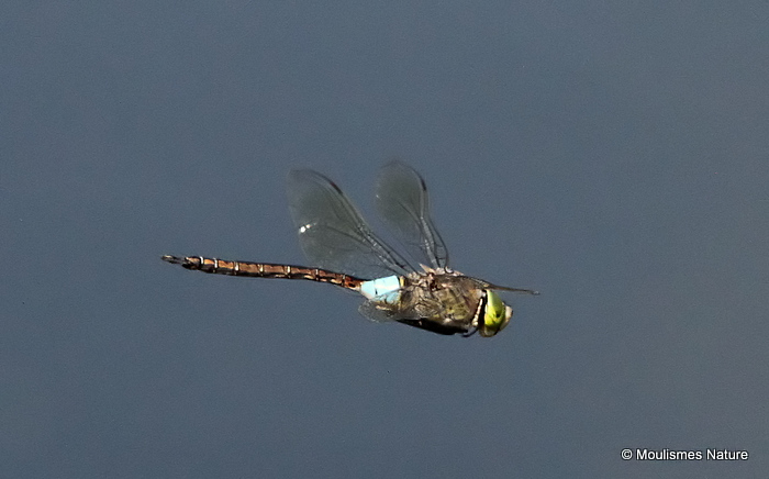 Details : Lesser Emperor - BirdGuides