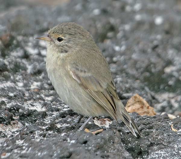 Details : Green Warbler-Finch - BirdGuides