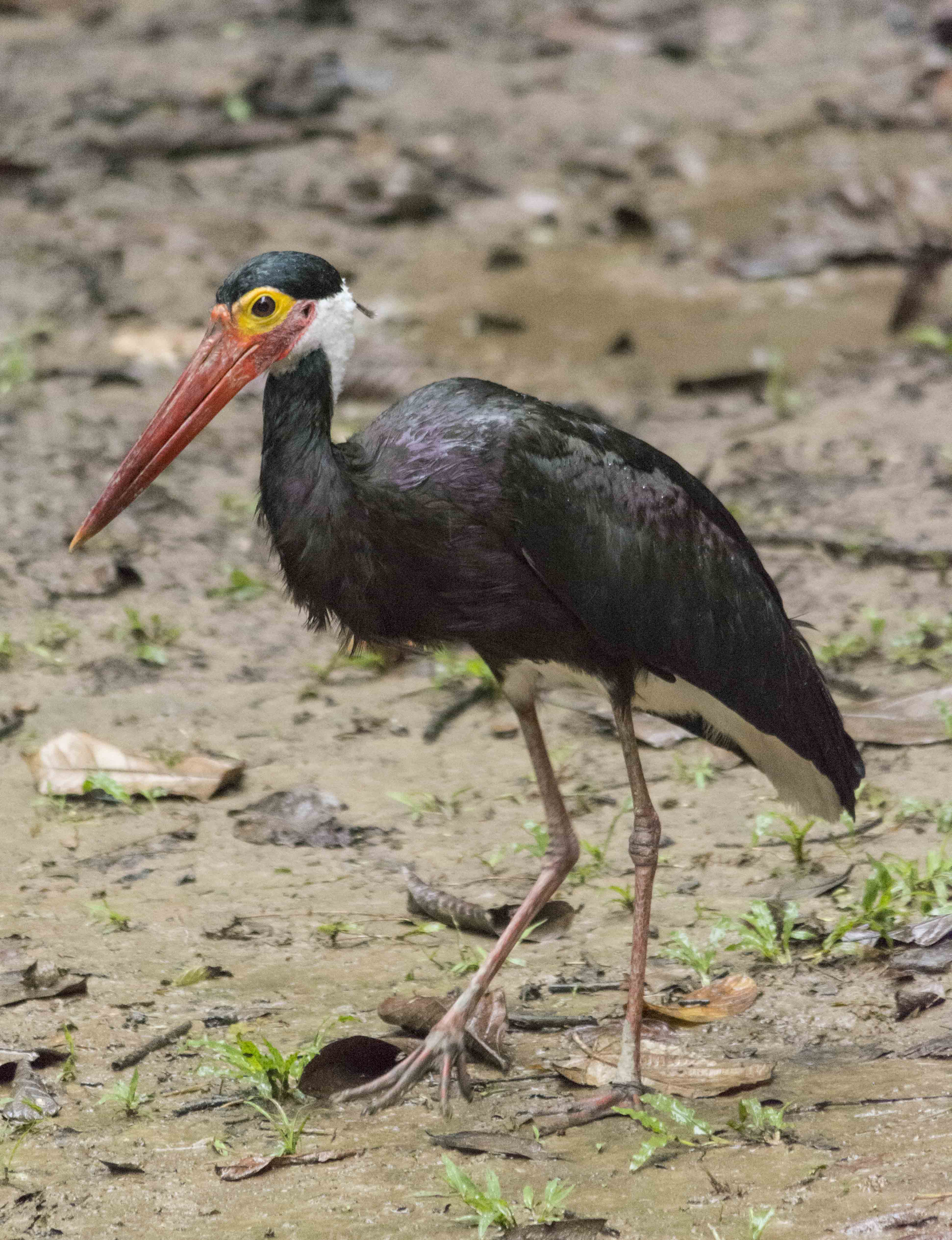 Details : Storm's Stork - BirdGuides