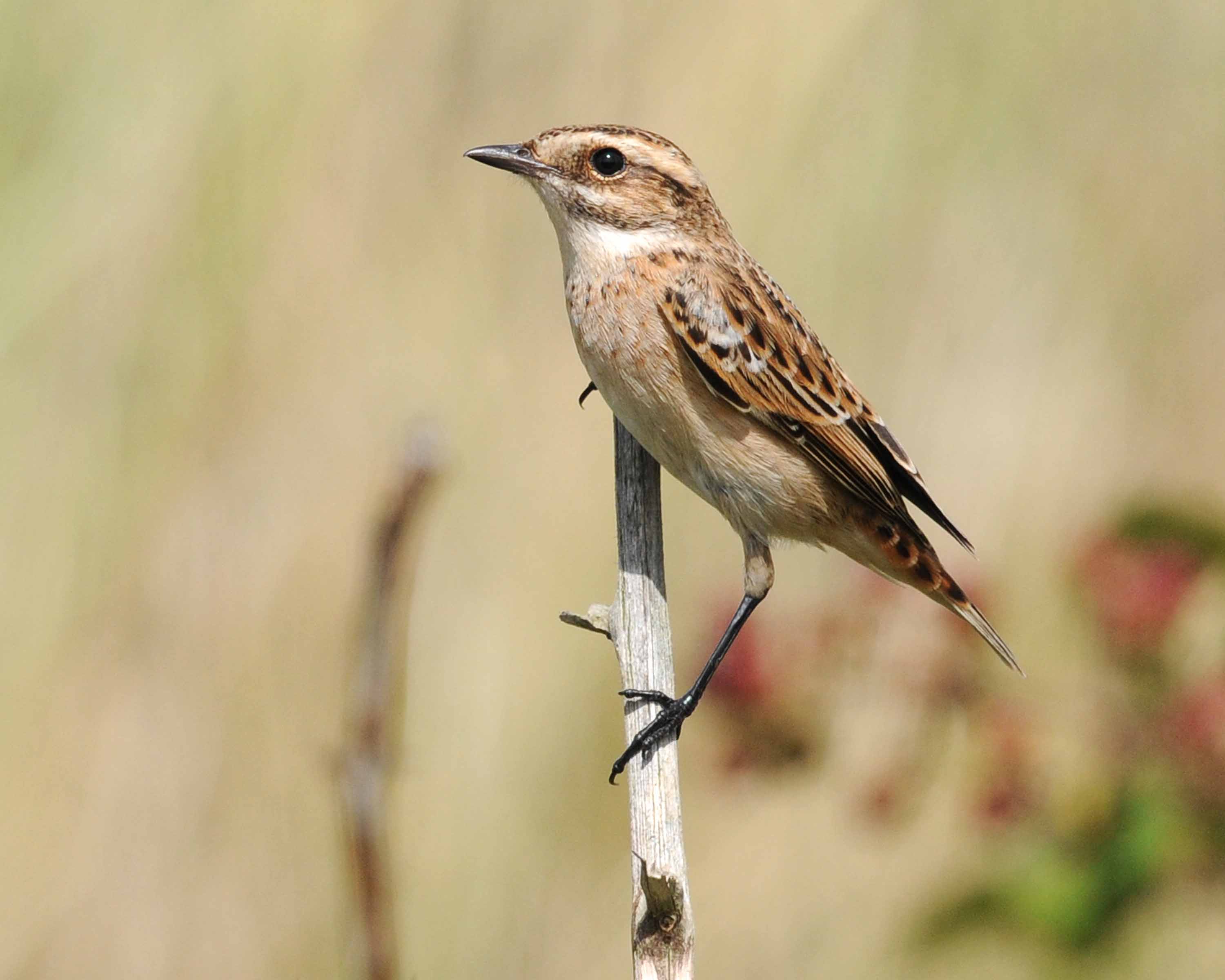 Details : Whinchat - BirdGuides