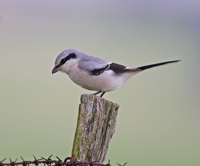 Details : Great Grey Shrike - BirdGuides