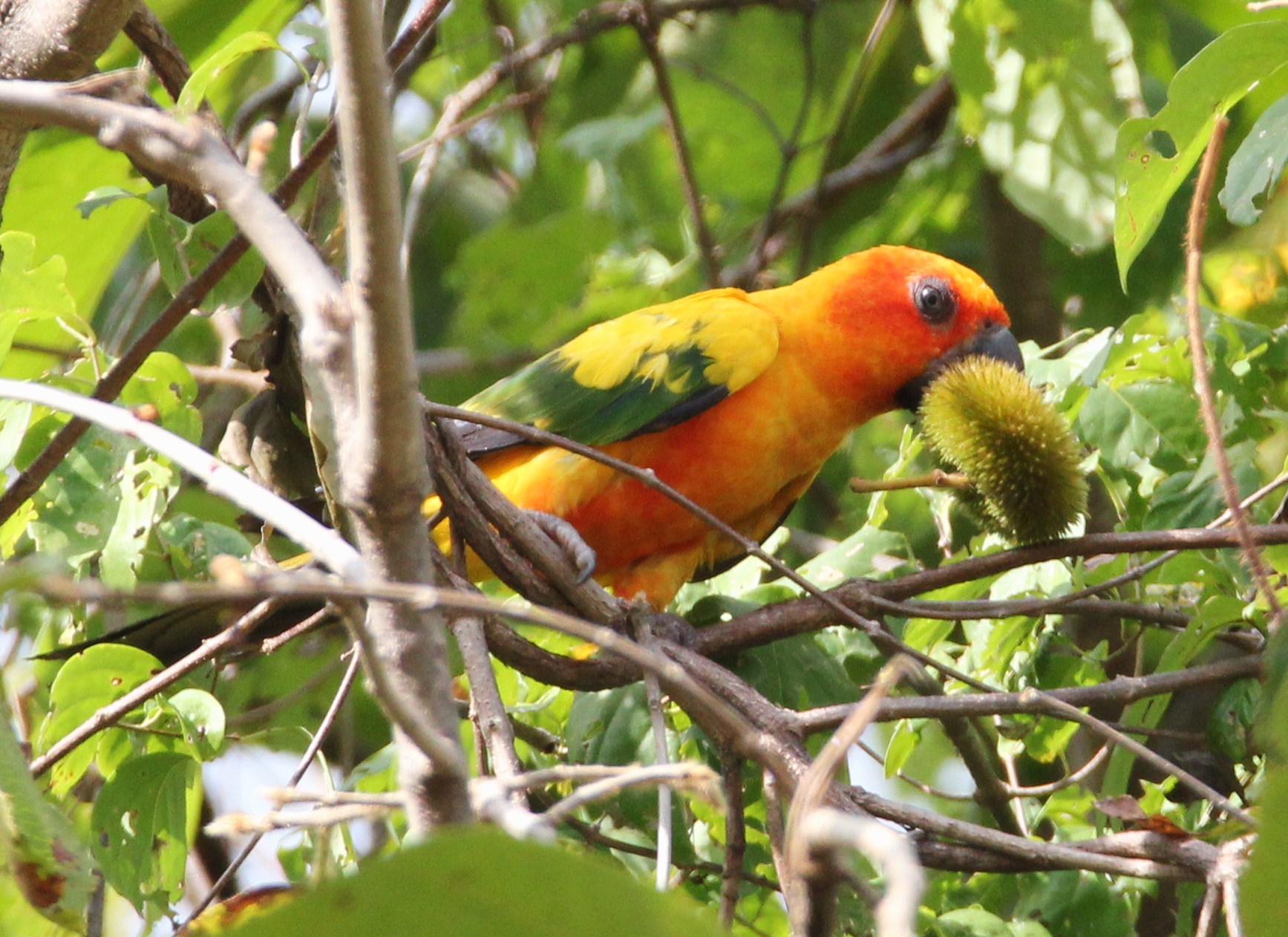 Details : Sun Parakeet - BirdGuides