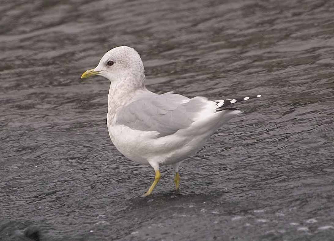 Details : Common Gull - BirdGuides
