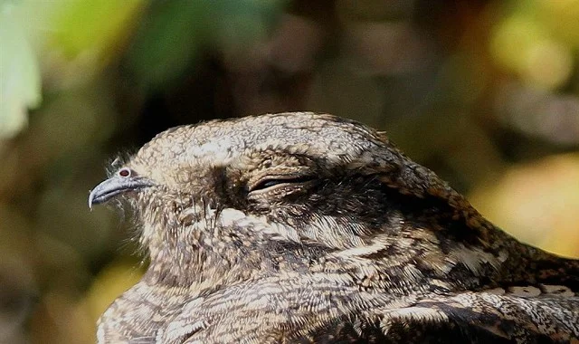 Details : Nightjars - BirdGuides