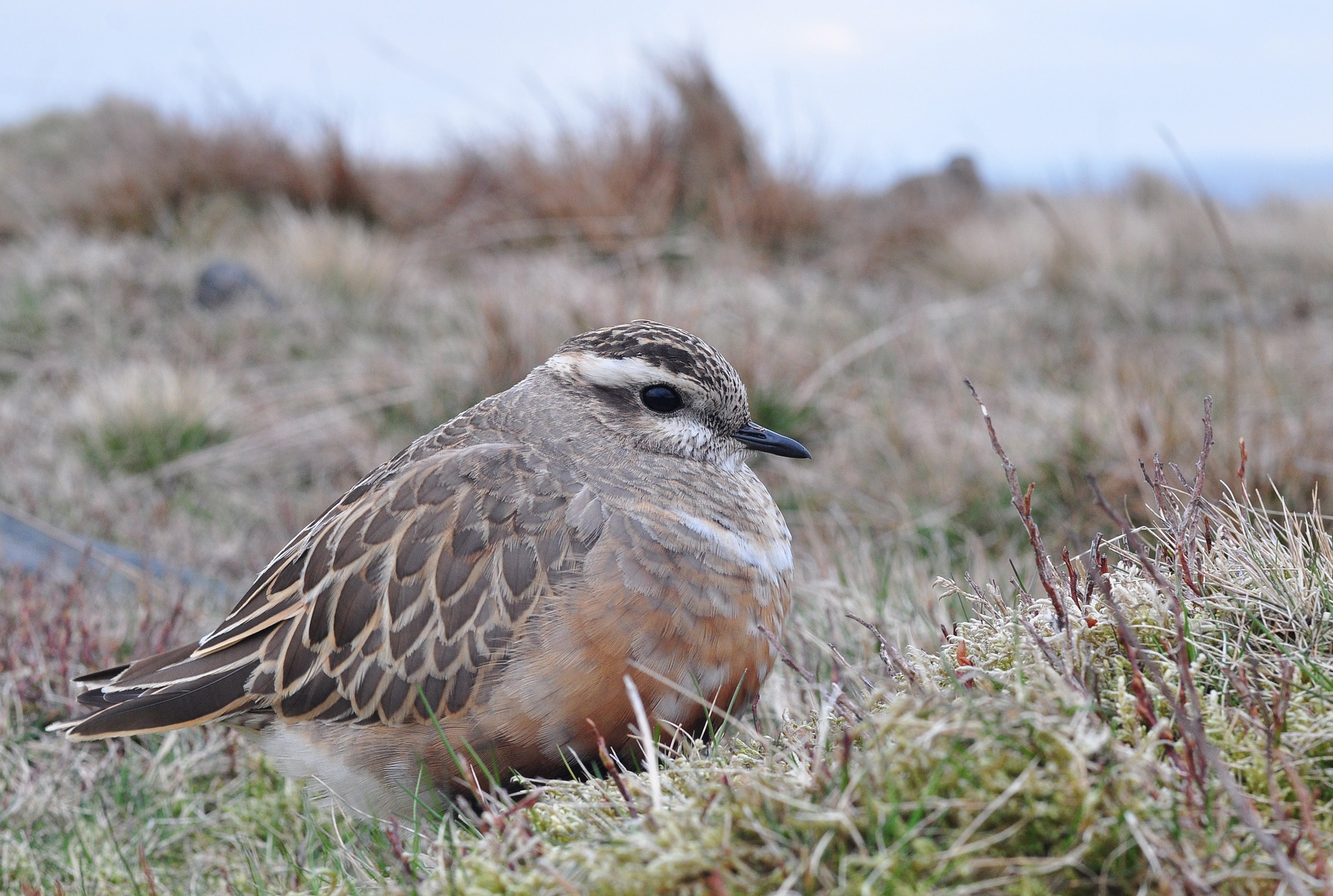 Focus On: Dotterel in springtime - BirdGuides