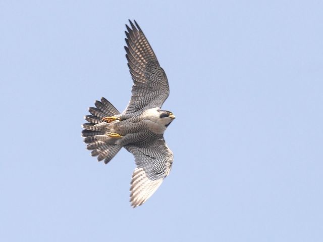 Details : Peregrine Falcon - BirdGuides