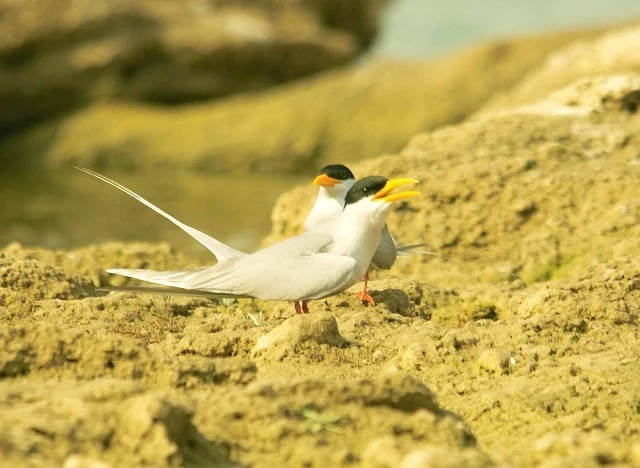 Details : River Tern - BirdGuides