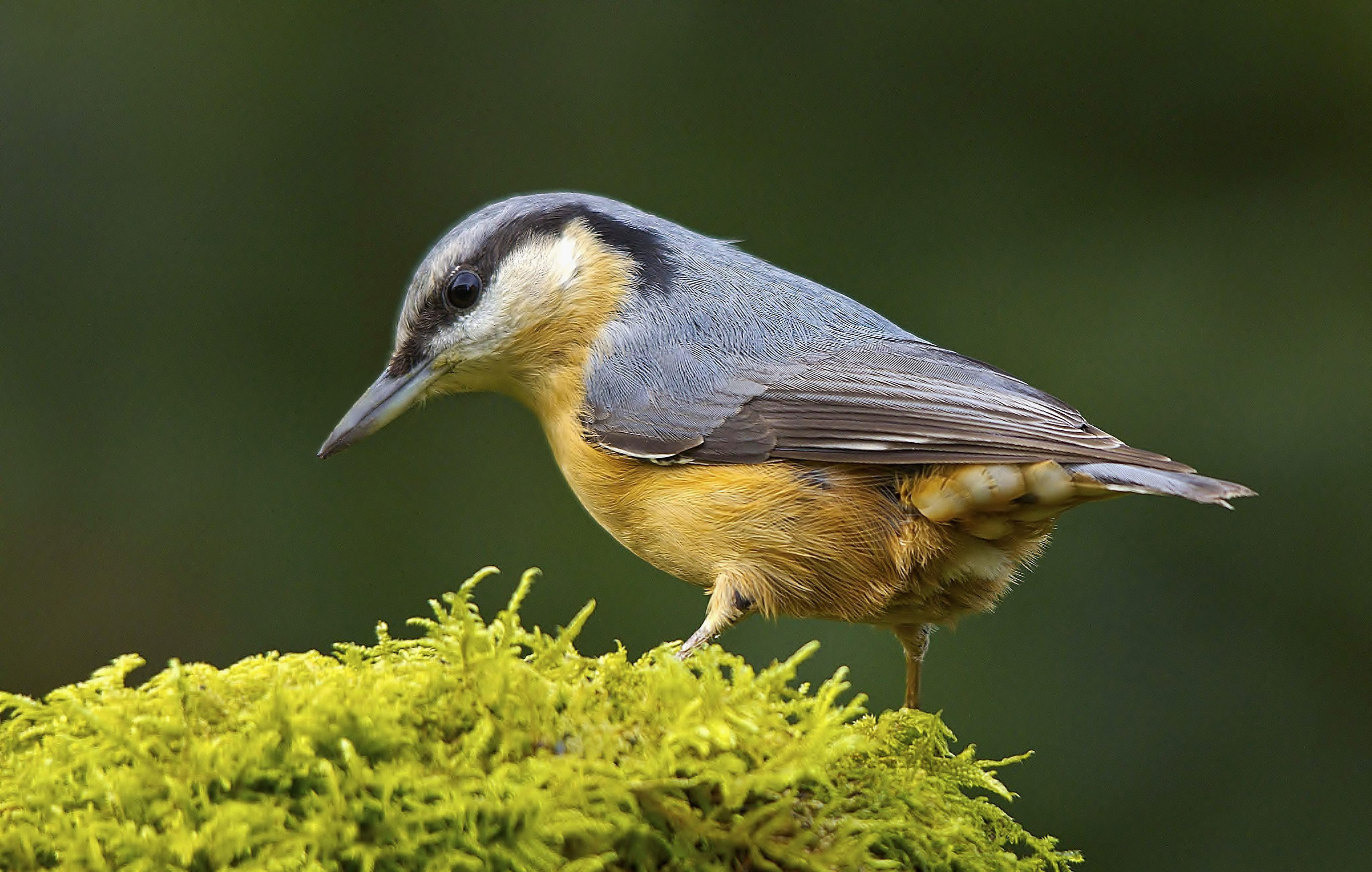 Details : Eurasian Nuthatch - BirdGuides