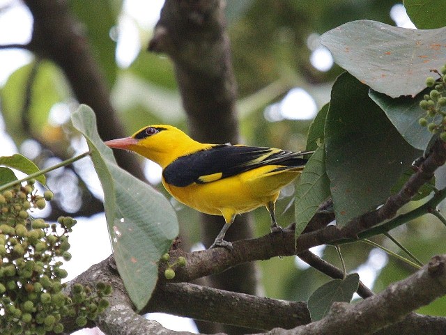 Details : Indian Golden Oriole - BirdGuides