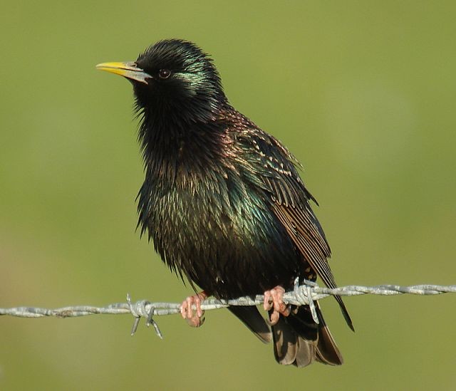 Details : Common Starling - BirdGuides