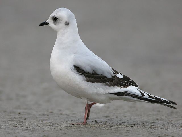 Details : Ross's Gull - BirdGuides
