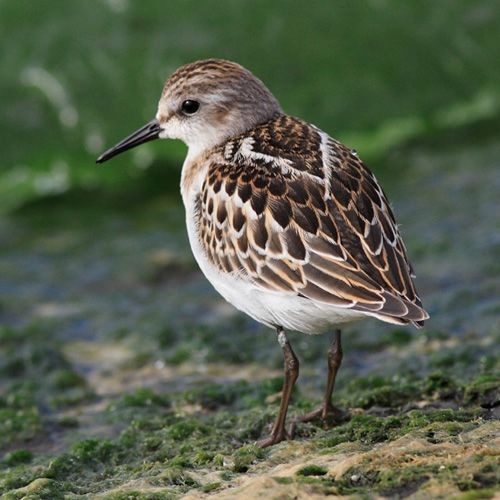 Details : Little Stint - BirdGuides
