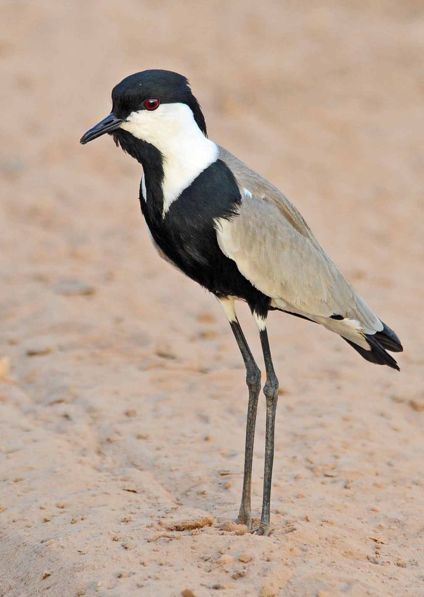 Details : Spur-winged Lapwing - BirdGuides