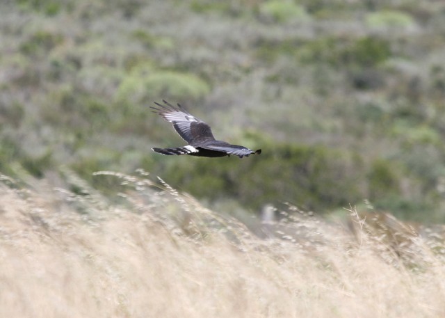 Details : Black Harrier - BirdGuides