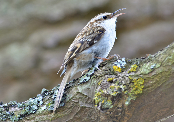 Eurasian Treecreeper by Debra Pickering - BirdGuides
