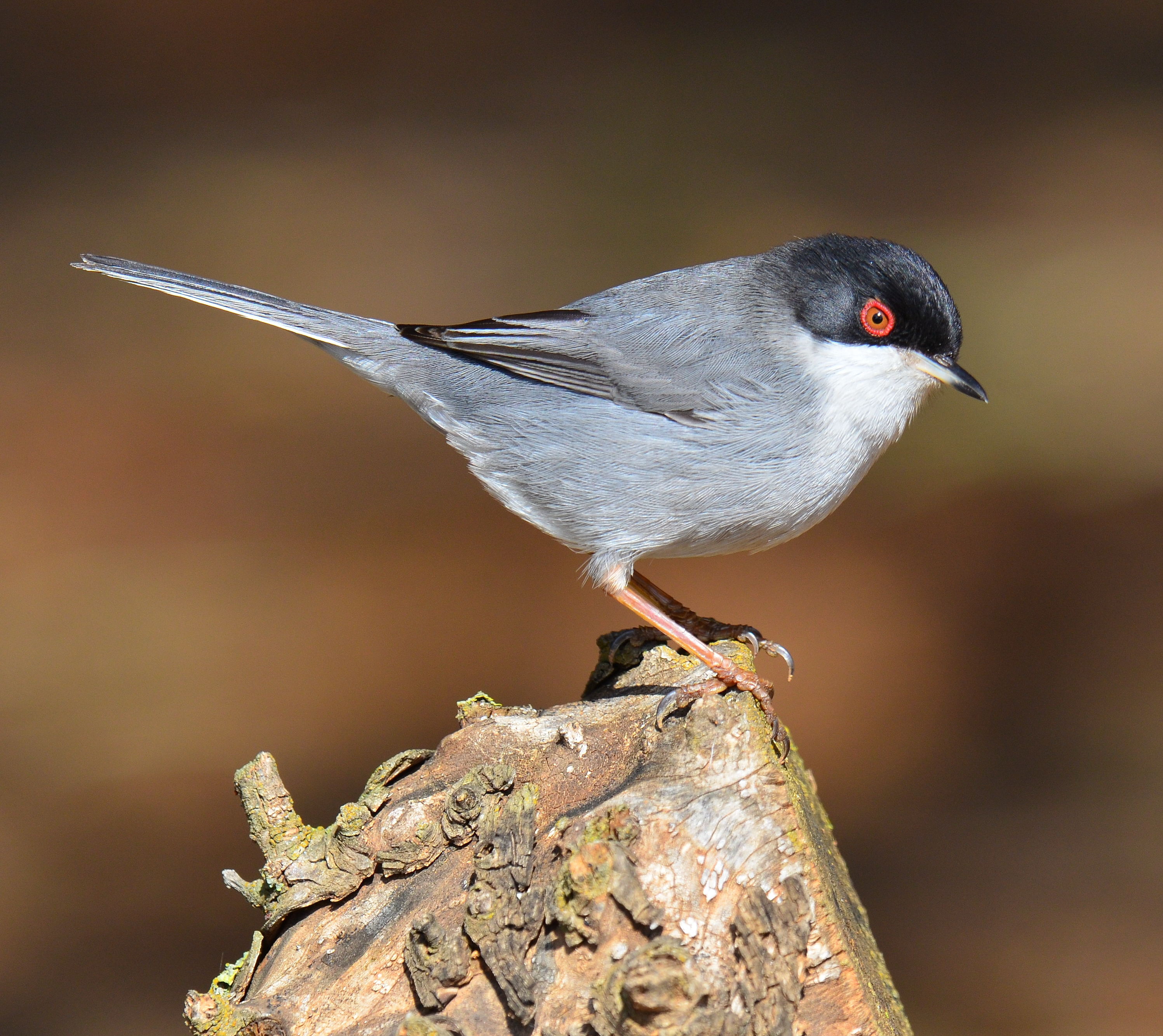 Details : Sardinian Warbler - BirdGuides