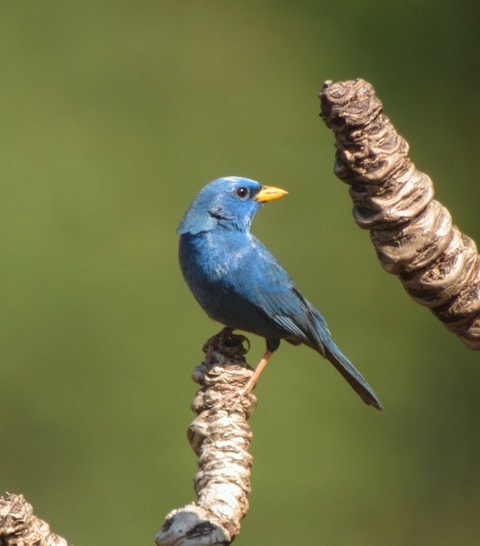 Blue Finch by Trevor Ellery - BirdGuides