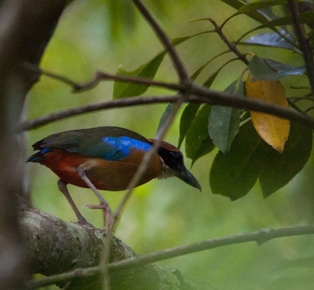 Details : Mangrove Pitta - BirdGuides