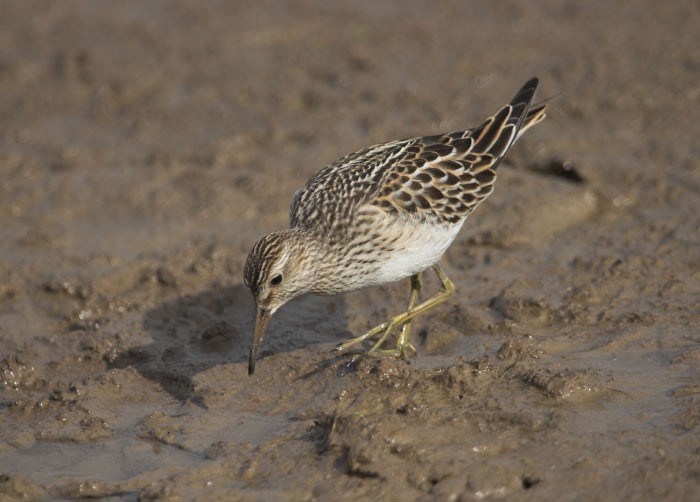 Details : Pectoral Sandpiper - BirdGuides