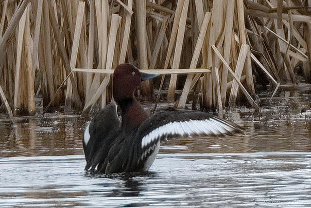 Ferruginous Duck by Frank Golding - BirdGuides