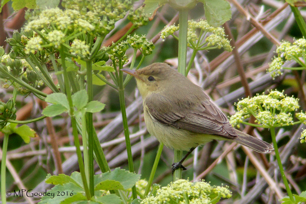 Details : Melodious Warbler - BirdGuides