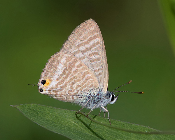 Details : Long-tailed Blue - BirdGuides