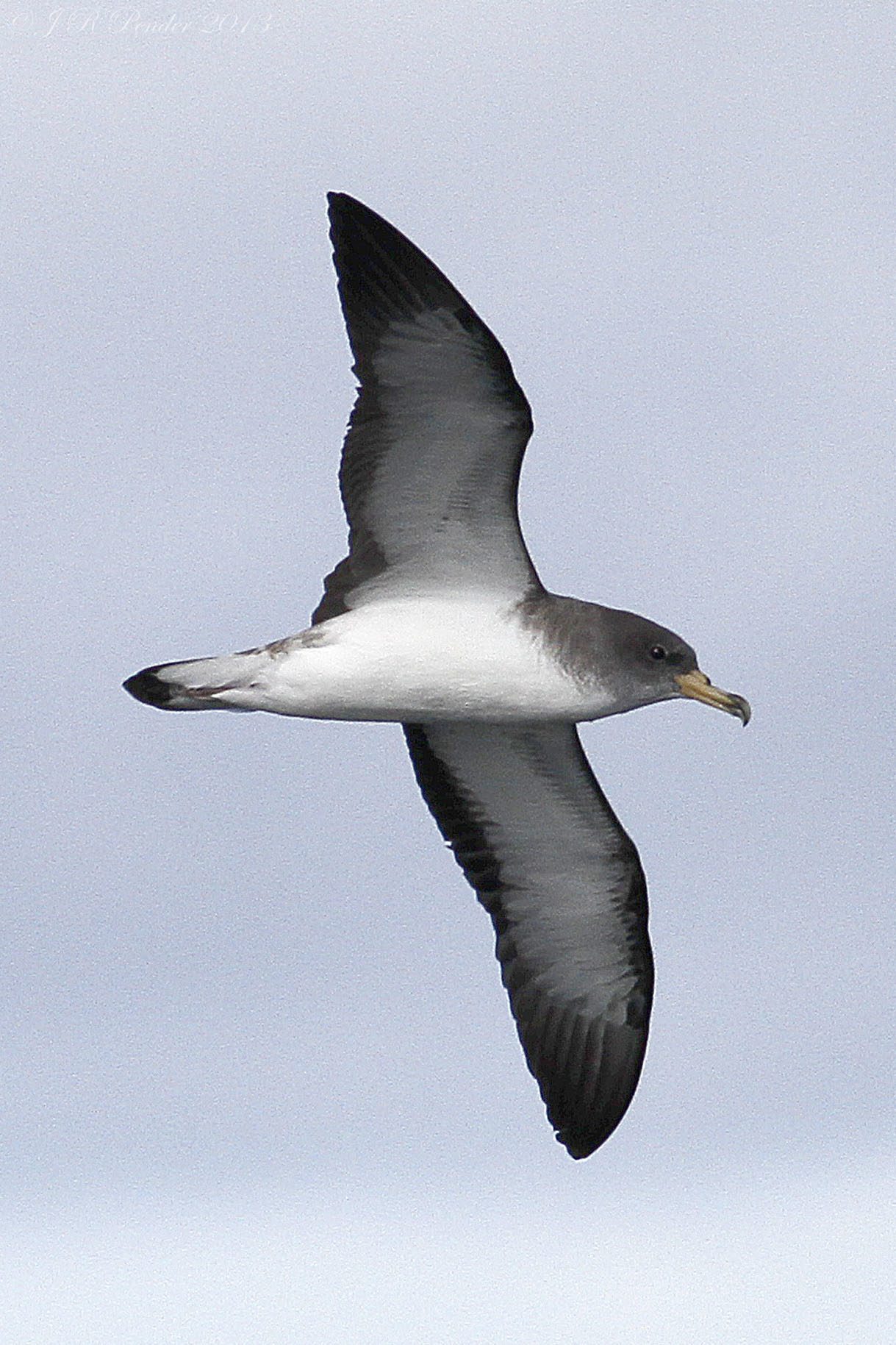 Details : Cory's Shearwater - BirdGuides