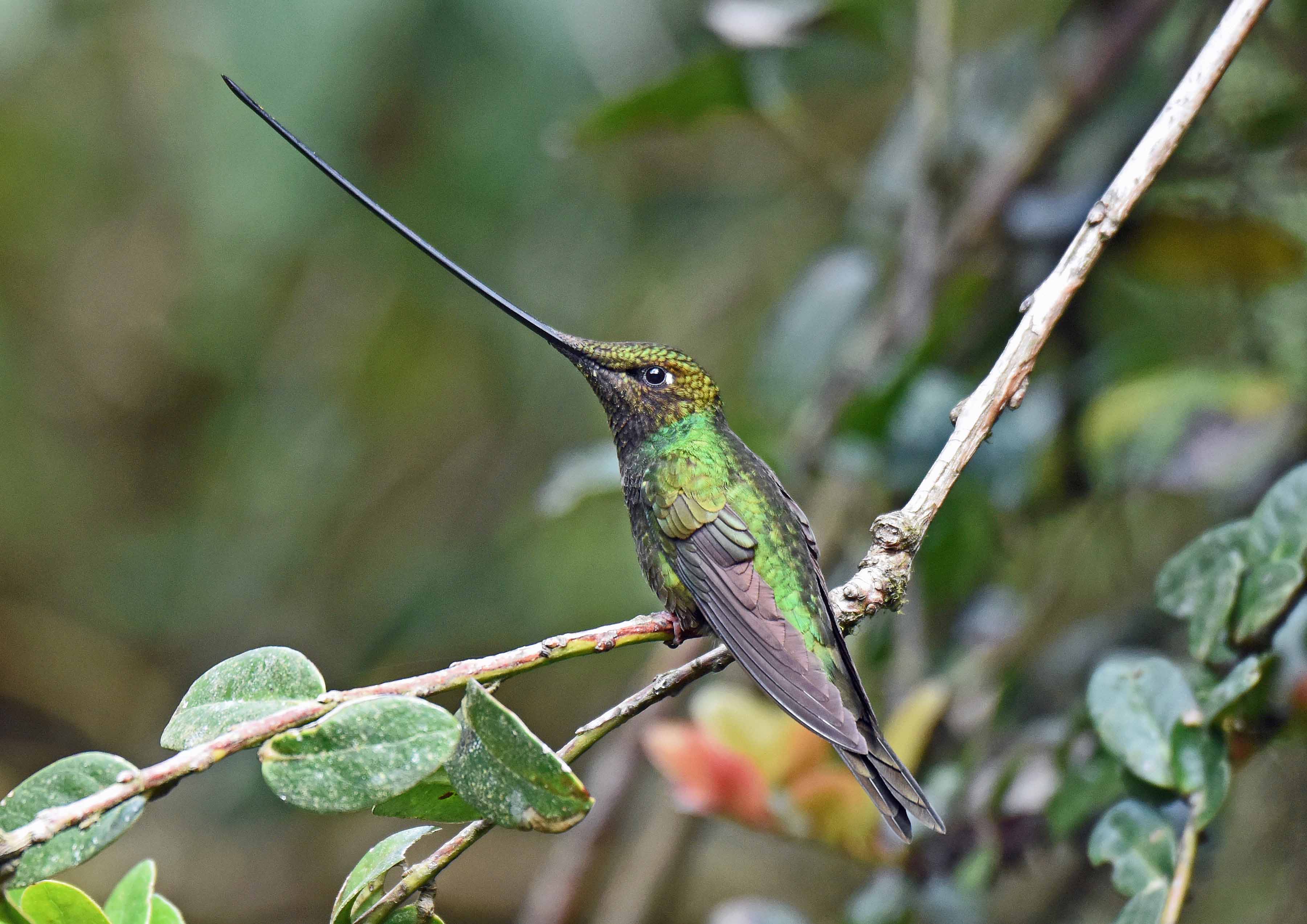 Details : Sword-billed Hummingbird - BirdGuides