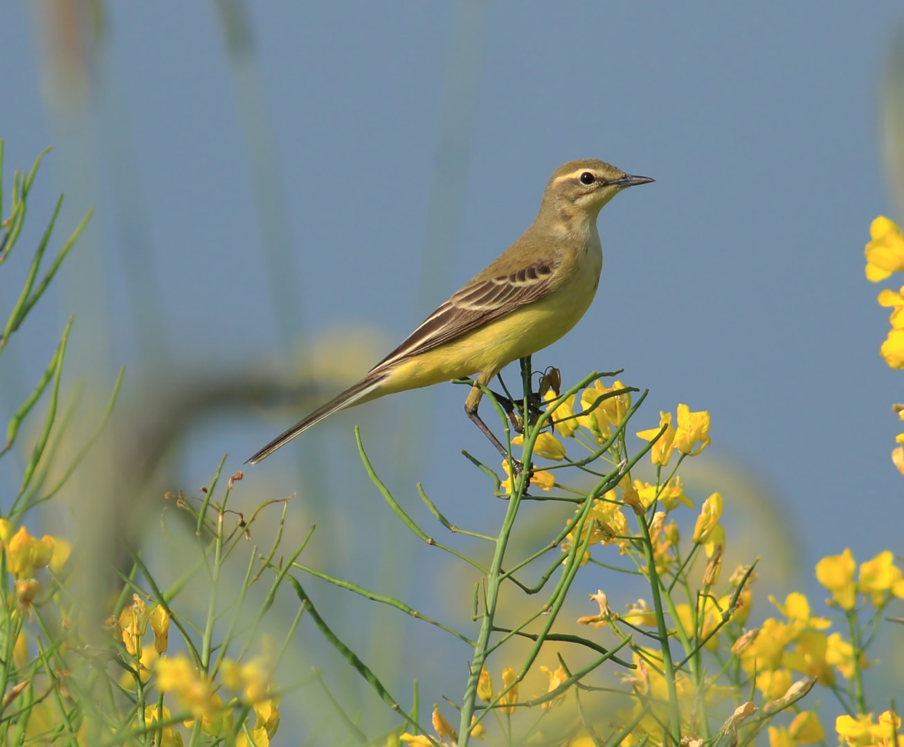 Yellow Wagtail by Jim P - BirdGuides