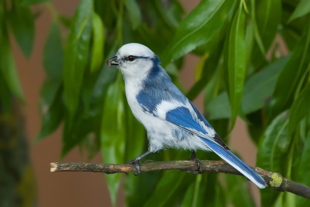 Details : Azure Tit - BirdGuides