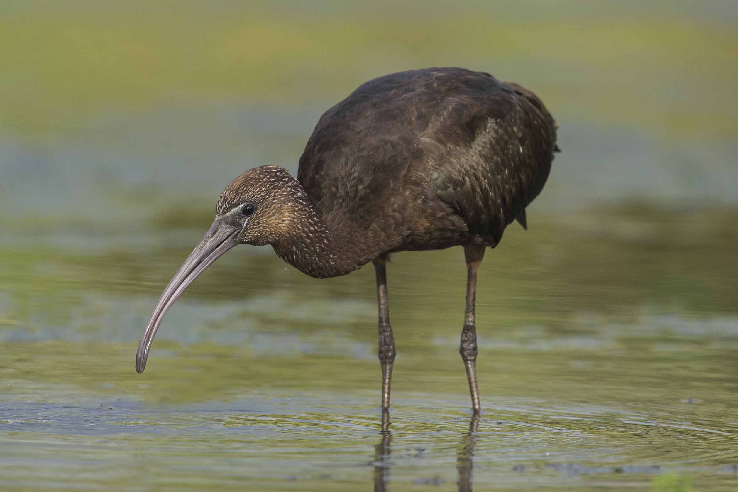 Details : Glossy Ibis - BirdGuides