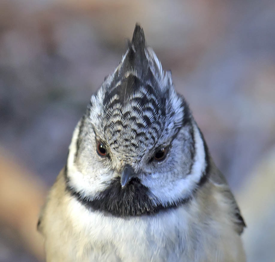 Crested Tit by John Anderson - BirdGuides