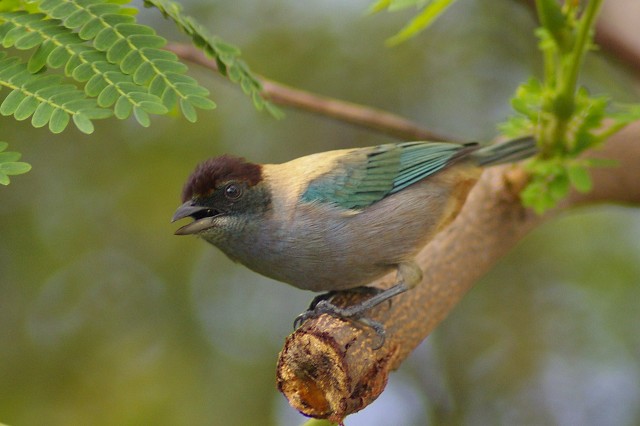 Lesser Antillean Tanager by George Tuthill - BirdGuides