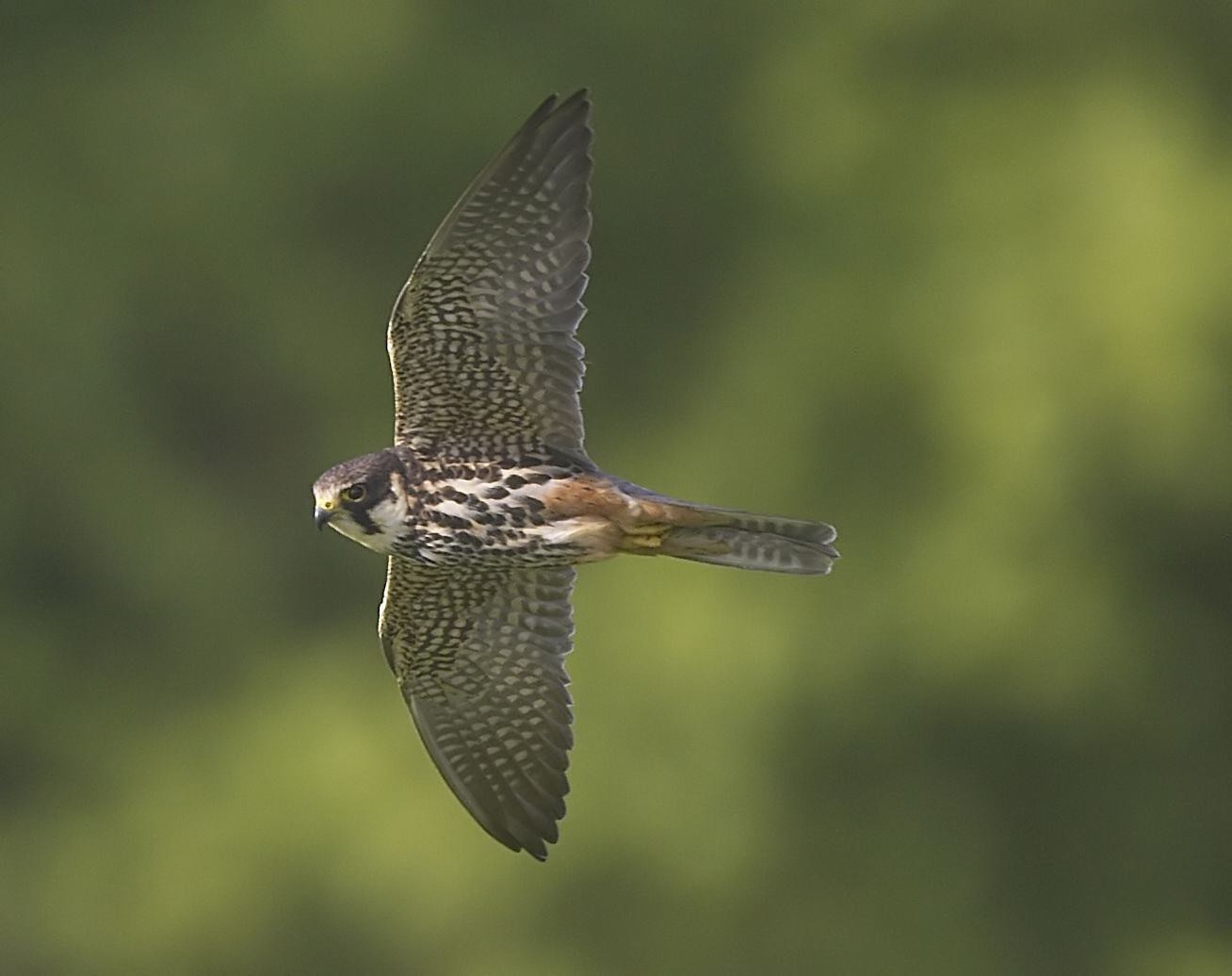Details : Eurasian Hobby - BirdGuides