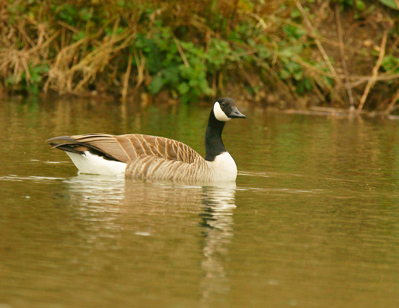 Details : Lesser Canada Goose - BirdGuides