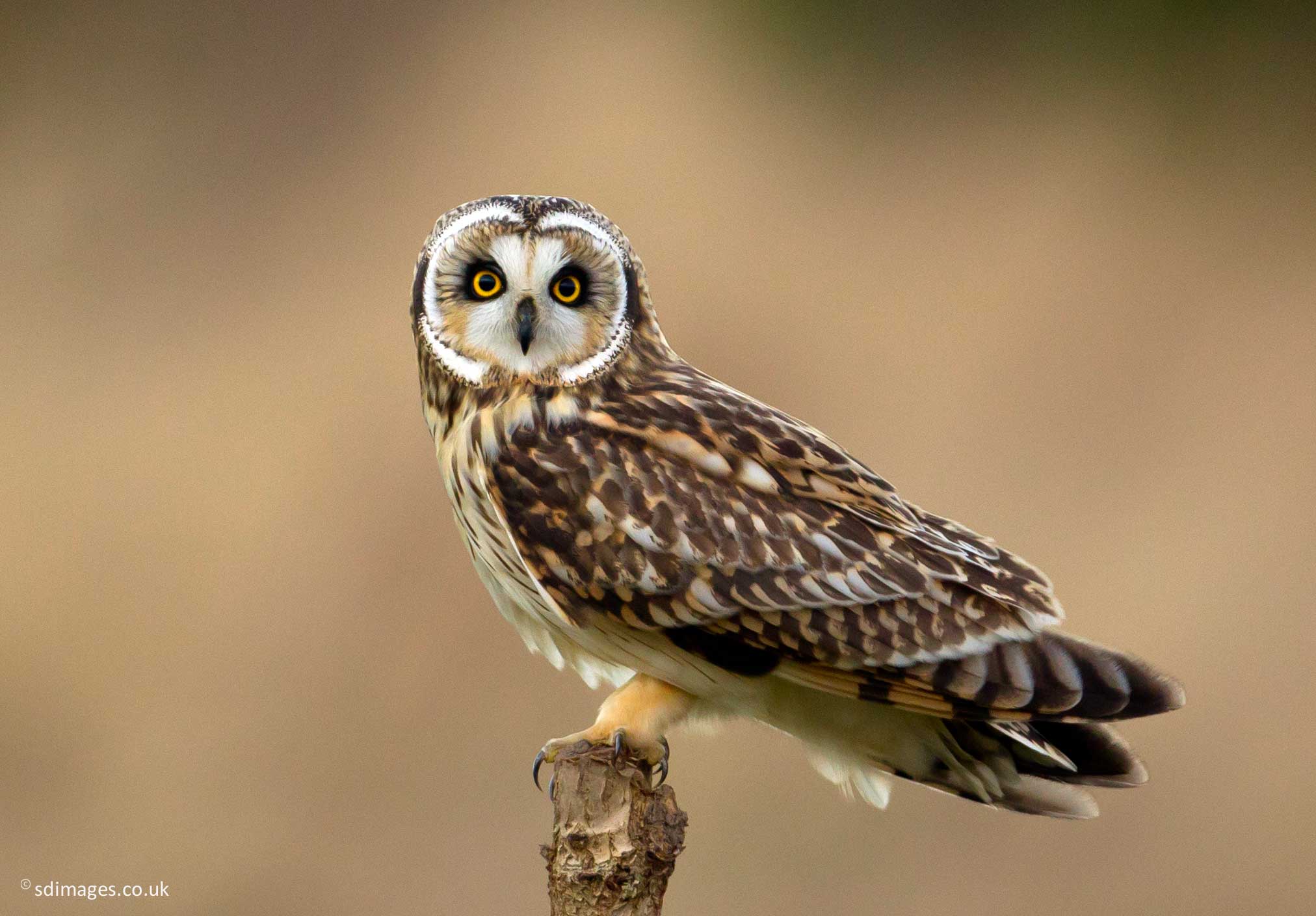 Details : Short-eared Owl - BirdGuides